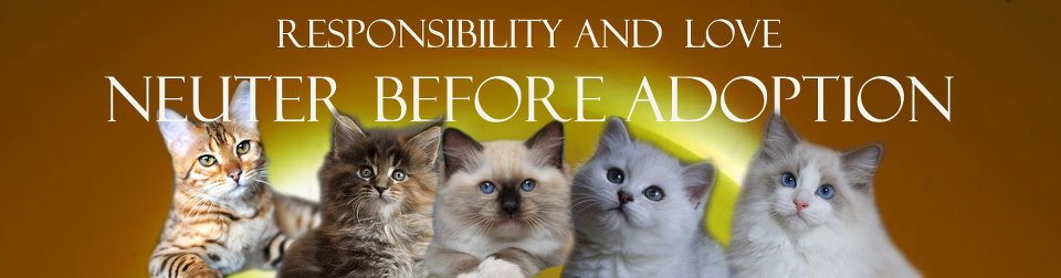 Available Kittens | Doll Villa Ragdolls